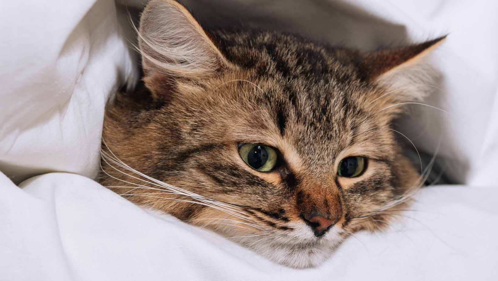 Katinas viduriuoja - kaip elgtis, ką duoti? | Begemotas