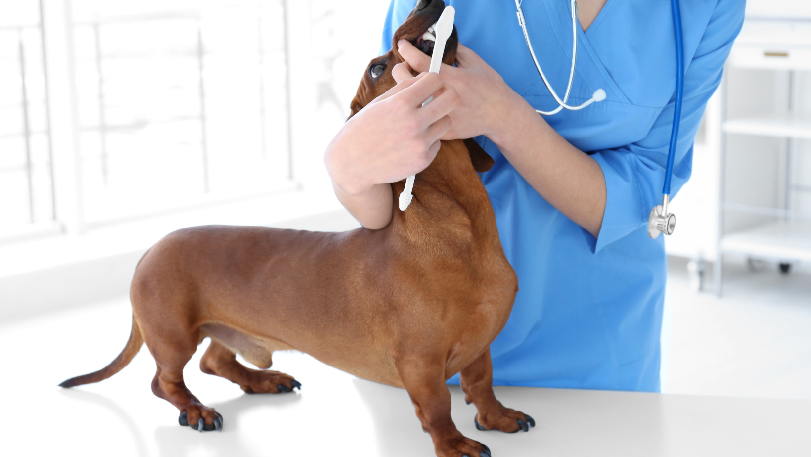 Šunų dantų valymas ir jų priežiūra - Begemotas