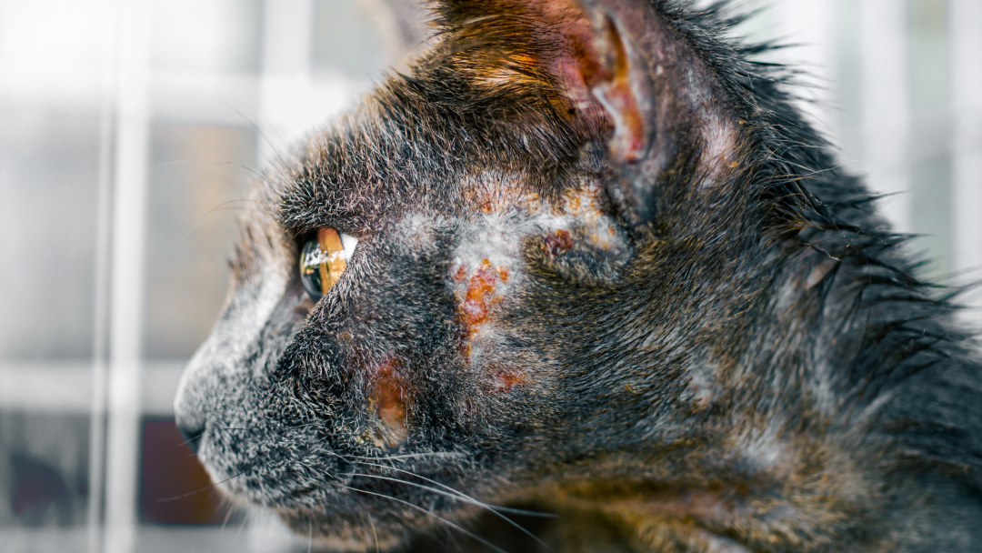 Kačių odos ligos ir jų simptomai | Begemotas