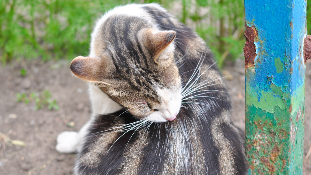 Kačių blusos: kaip naikinti blusas katei? - Begemotas