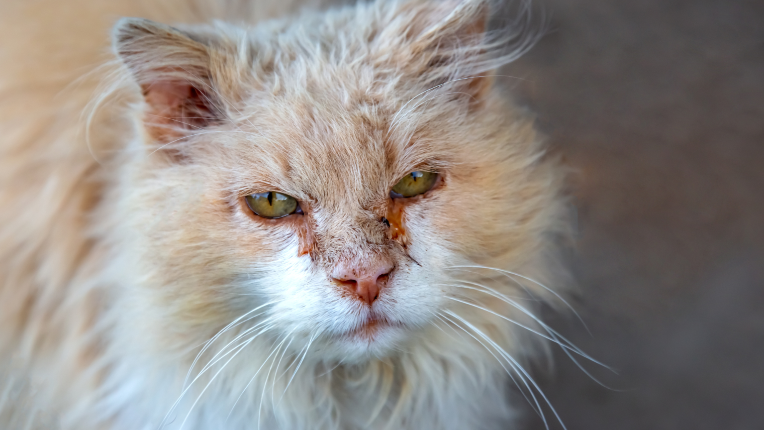 Kačių akių ligos - kaip elgtis? - Begemotas