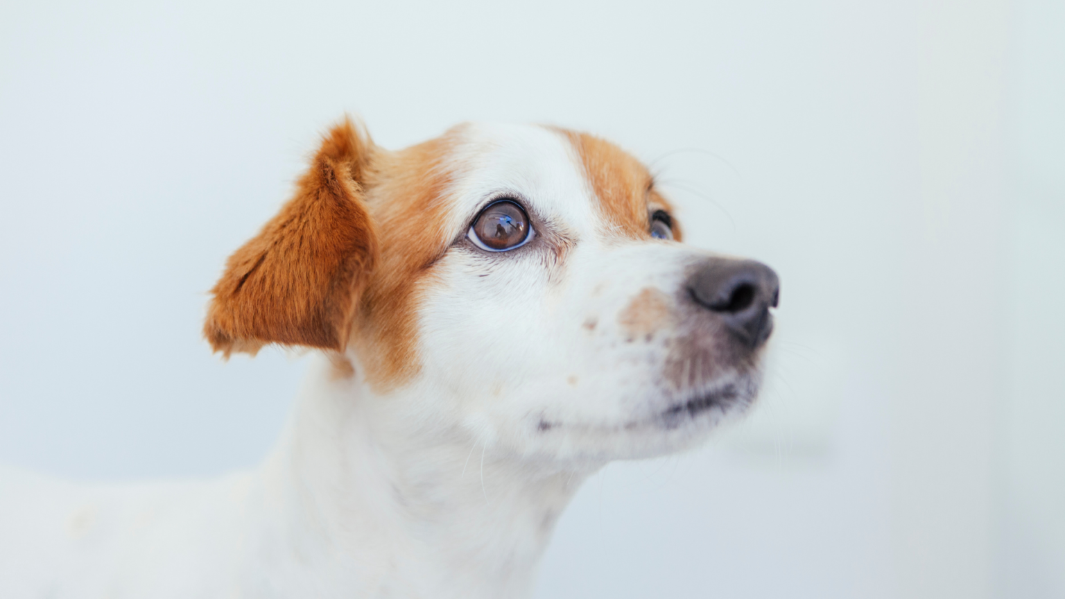 Šunų akių ligos. Kodėl ašaroja šuns akys? | Begemotas