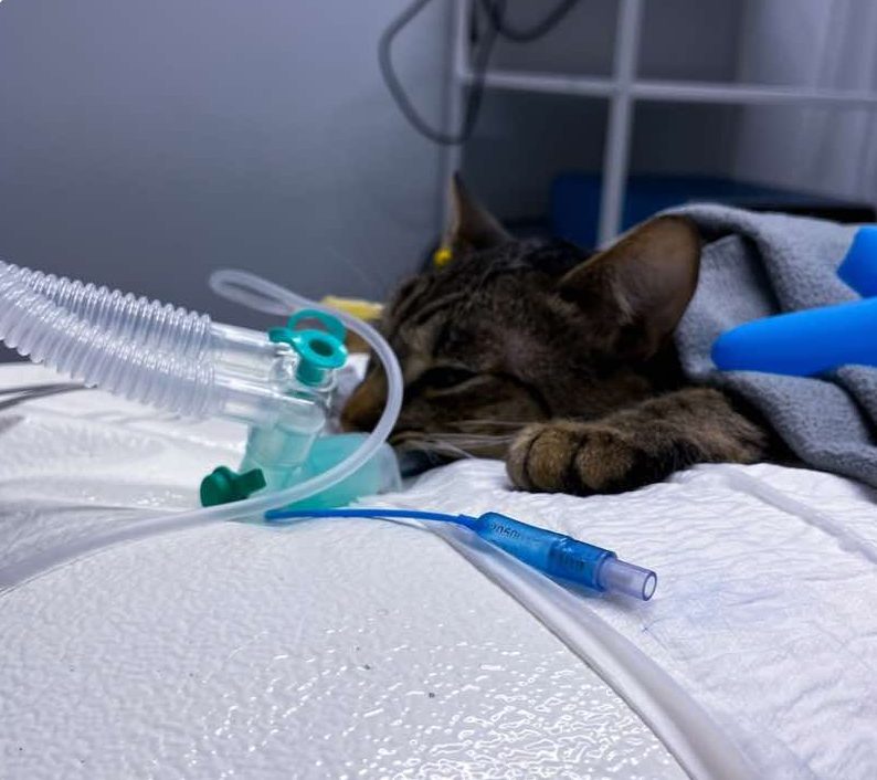 Inhalation anesthesia - Begemotas